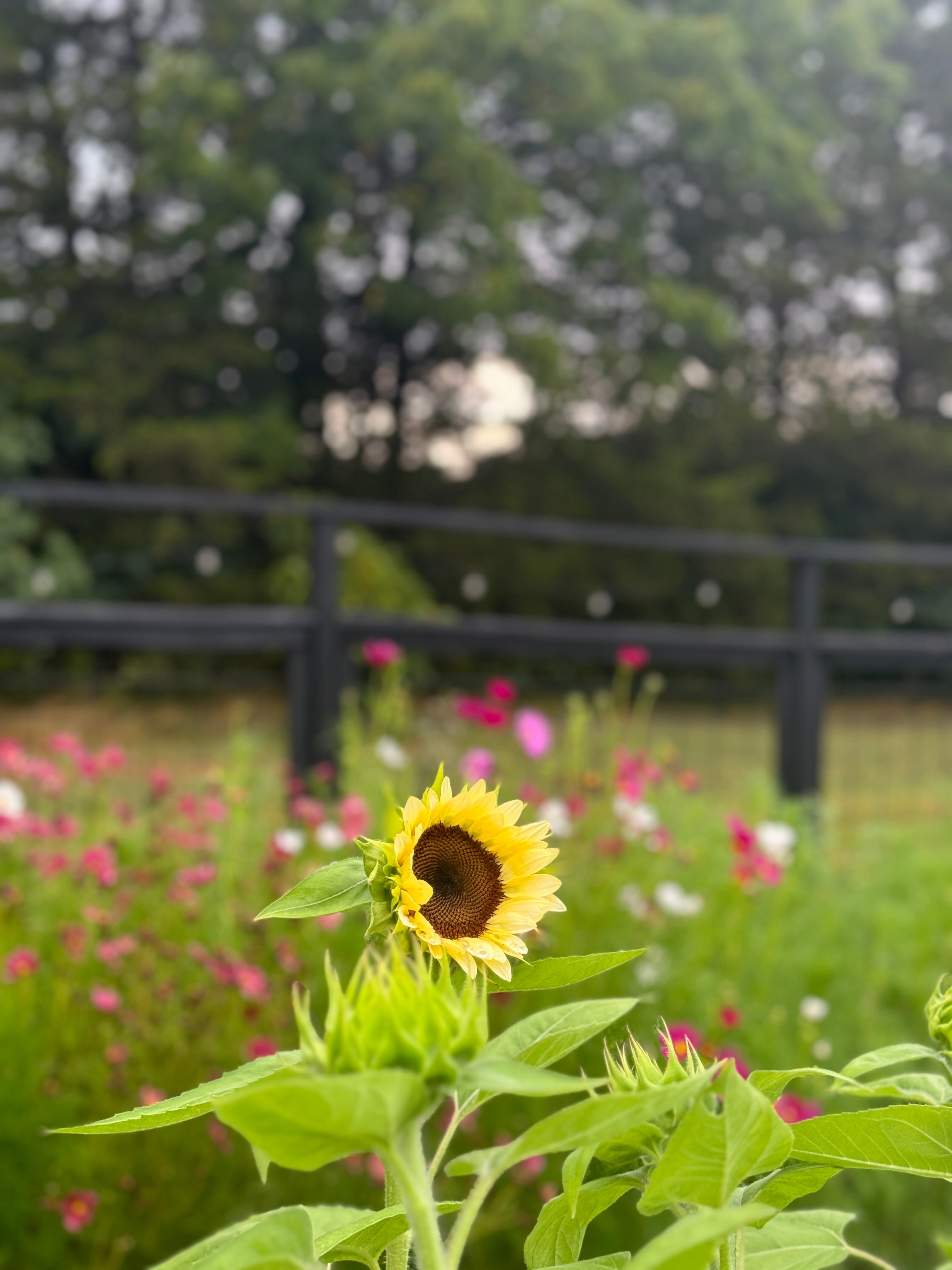 What Cannot Be Lost – The Sunday Seed & Market